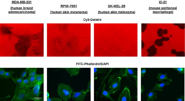 QCM™ Gelatin Invadopodia Assay (Red) | ECM671